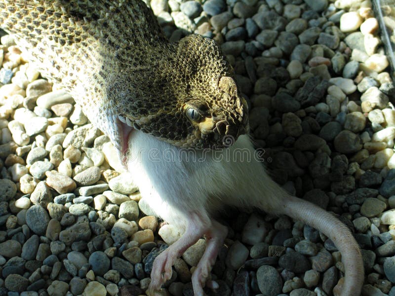 Crotalus Crotalus Crotalus Ocrox Foto de archivo - Imagen de traqueteo ...