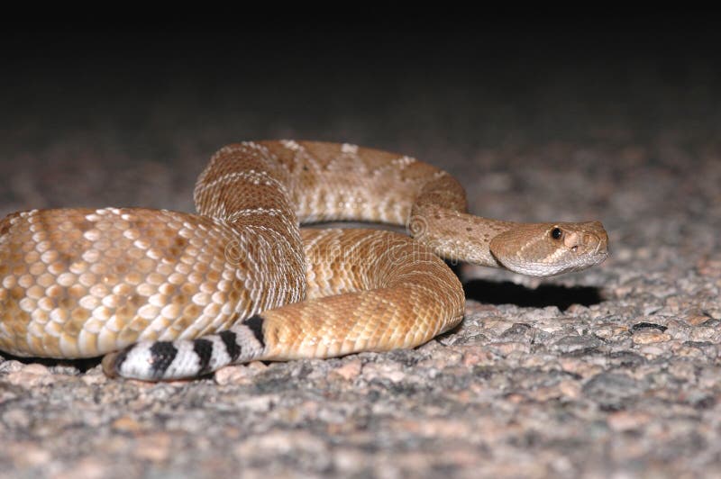 Crotalus Ruber. Red Diamond Rattlesnake Stock Photo - Image of mexican ...
