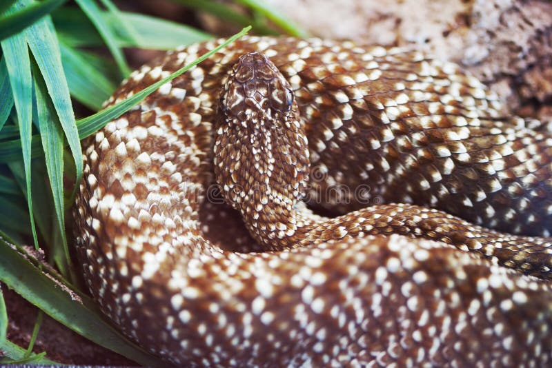 Crotalus Vegrandis Snake stock image. Image of vegrandis - 50355865
