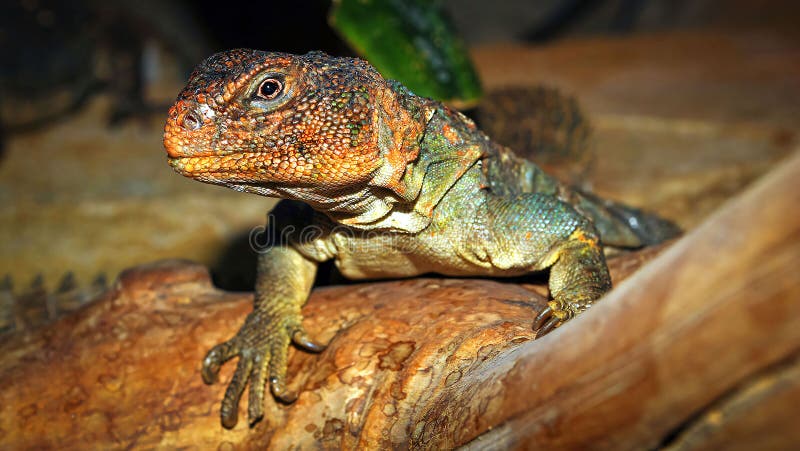 Crotaphytus Collaris or Collared Lizard, the Name Collared Lizard Comes ...