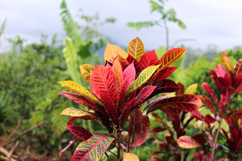 Croto from Costa Rica stock image. Image of panama, wildness - 72810309