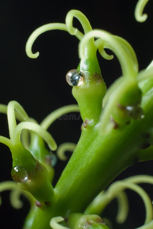 Croton stock photo. Image of green, blossom, codieum - 13617244