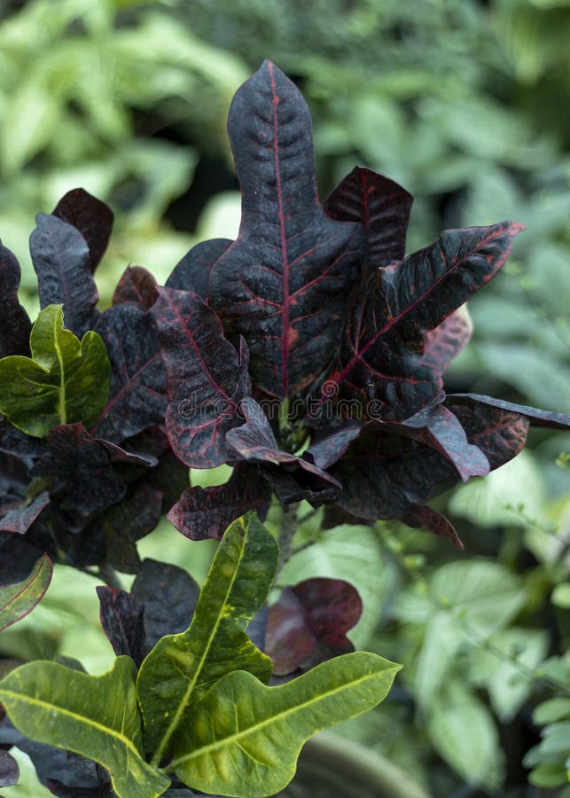 Croton Colorful Plant Closeup View Stock Photo - Image of fire ...