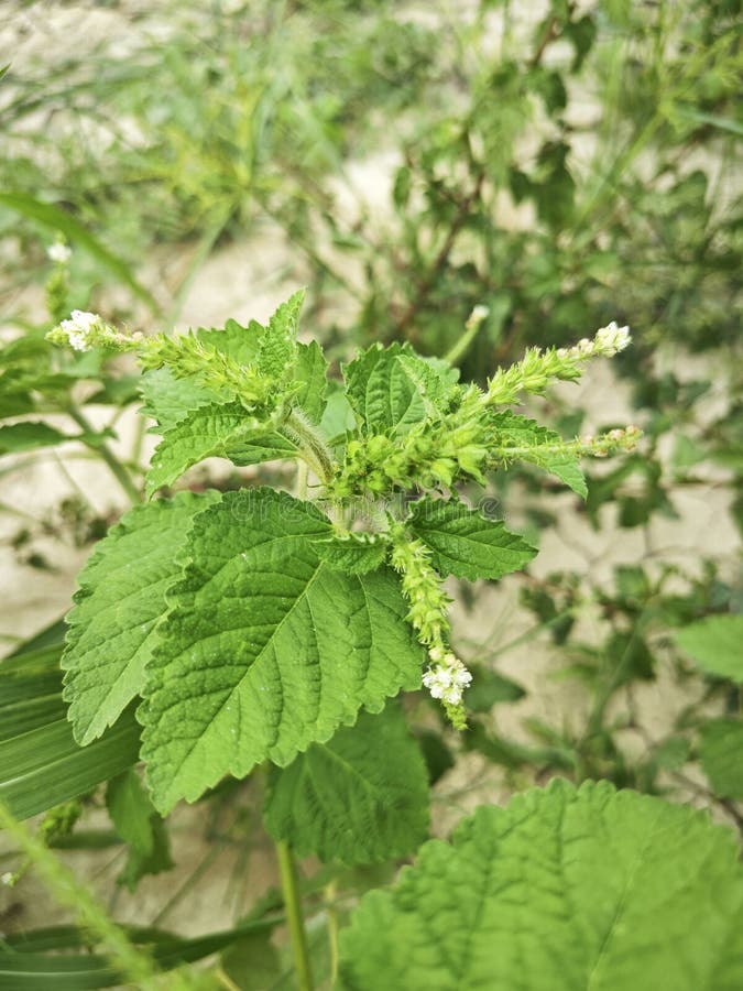 Croton Hirtus the Wild Hairy Weed Plants. Stock Photo - Image of wild ...