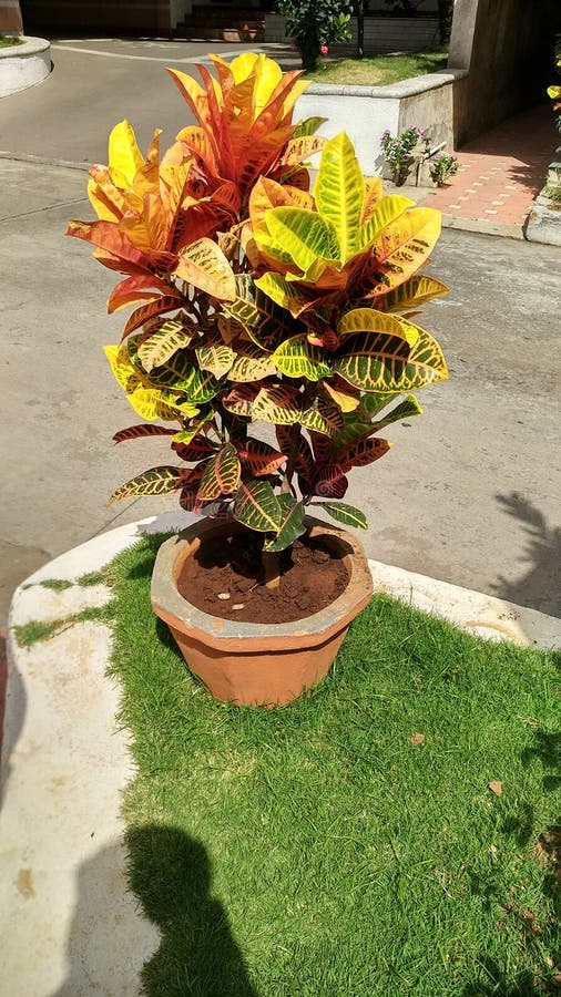 Croton stock photo. Image of indoor, indoorplant, crotons - 121084982