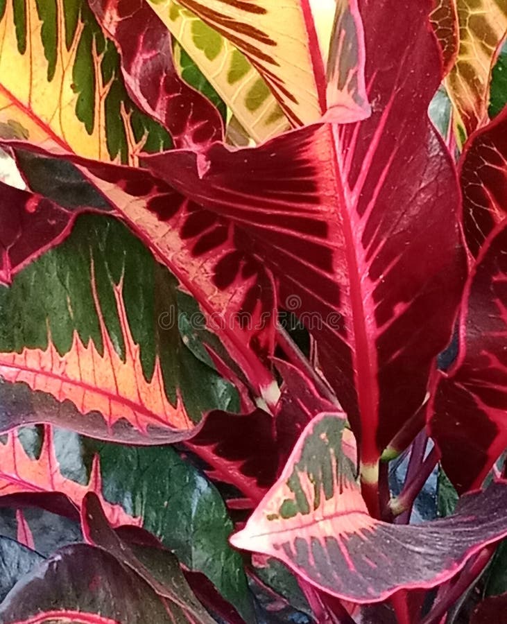 These are Croton Leaves in Various Colors in Garden Stock Photo - Image ...
