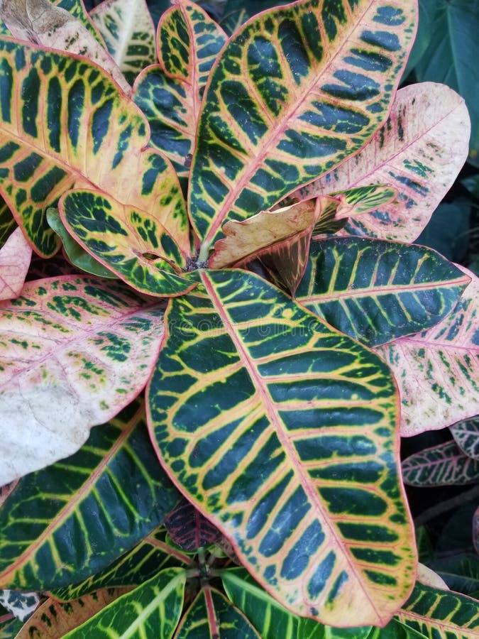 Croton plant stock image. Image of plant, multi, leaves - 116985269