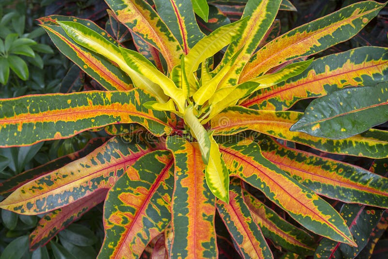 Croton plant stock photo. Image of plant, nature, croton - 79205300