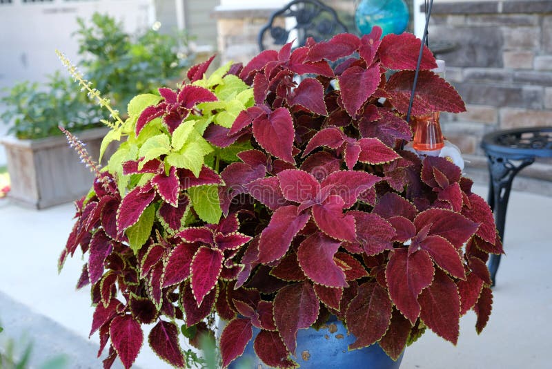 Croton potted plant stock image. Image of leaf, gardening - 99116073