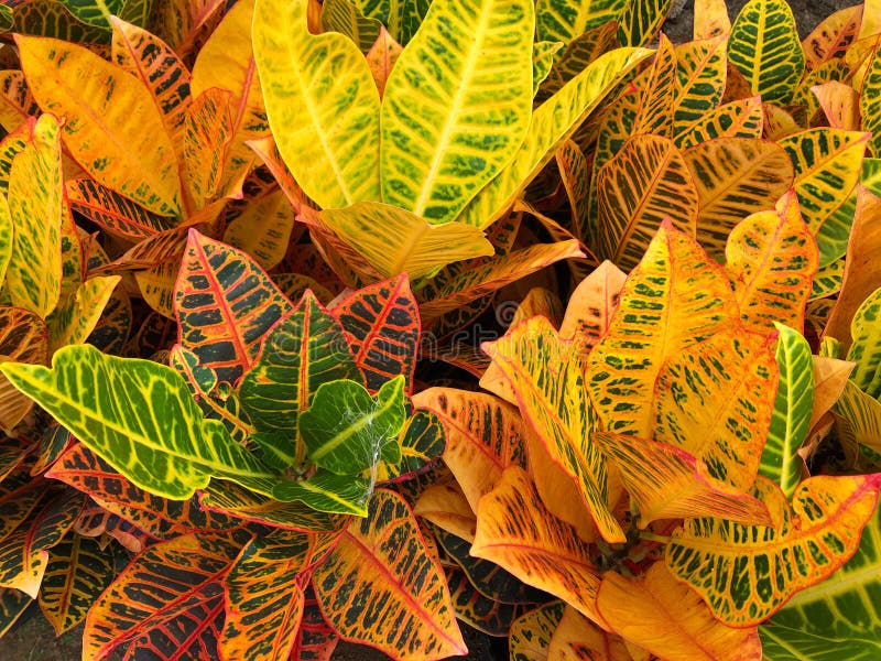 Croton Plant, Red and Orange Colored Croton Plant Leaves Stock Image ...