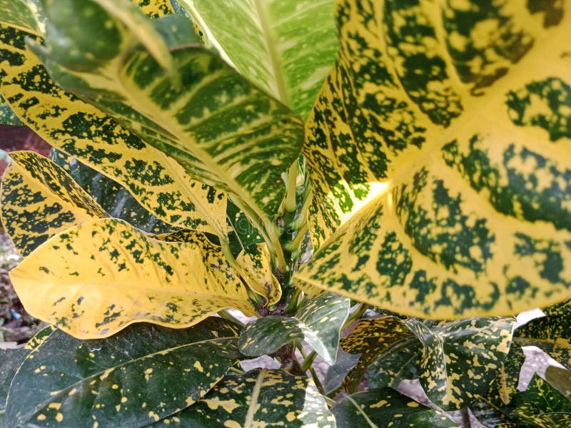 Croton plant yellow green stock image. Image of forest - 254971607