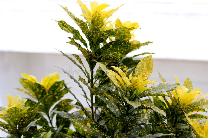 Yellow Croton Plant in Summer Background Stock Image - Image of green ...
