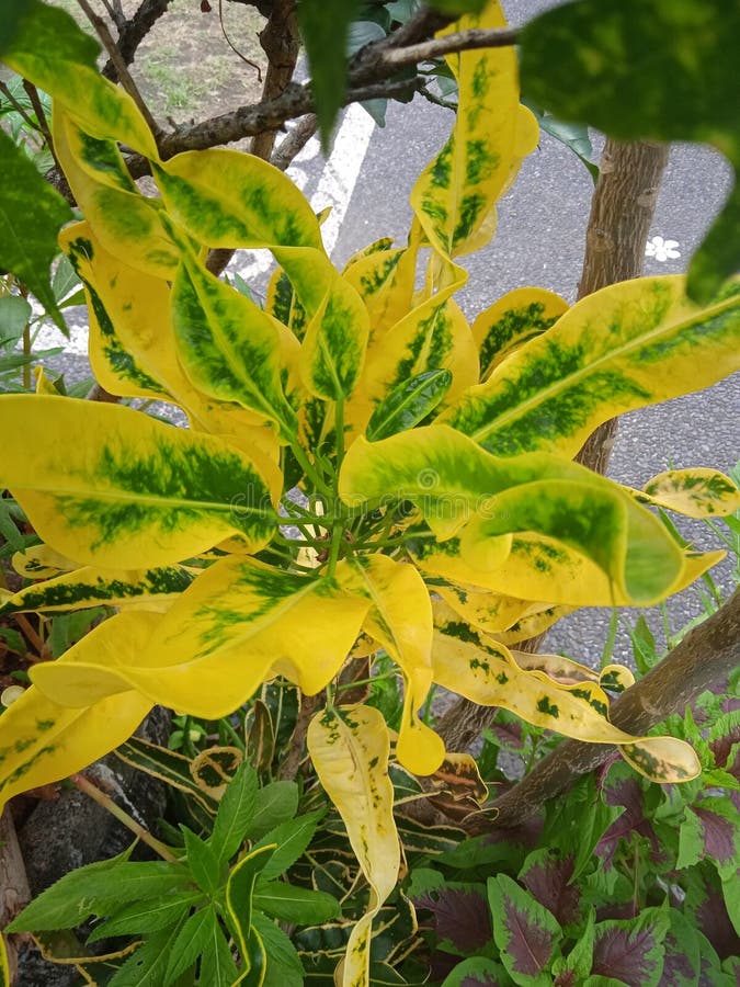 Croton or Puring or Codiaeum Variegatum Stock Image - Image of plant ...