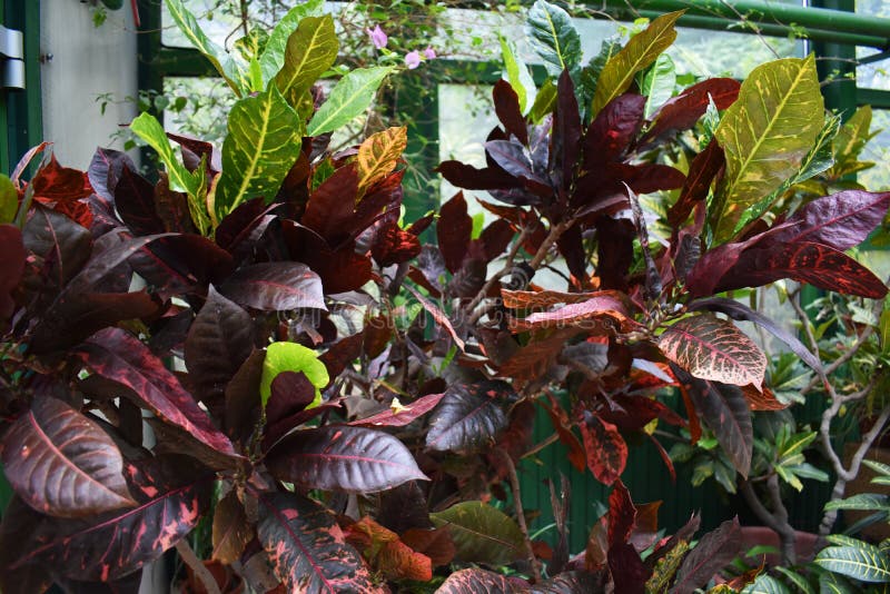 1,497 Red Croton Leaf Stock Photos - Free & Royalty-Free Stock Photos ...