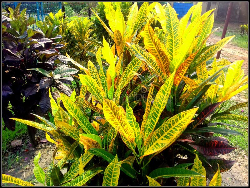 1,811 Croton Tree Stock Photos - Free & Royalty-Free Stock Photos from ...