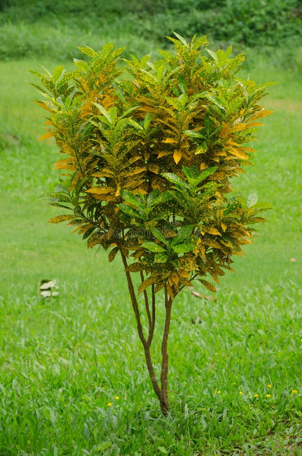 1,811 Croton Tree Stock Photos - Free & Royalty-Free Stock Photos from ...