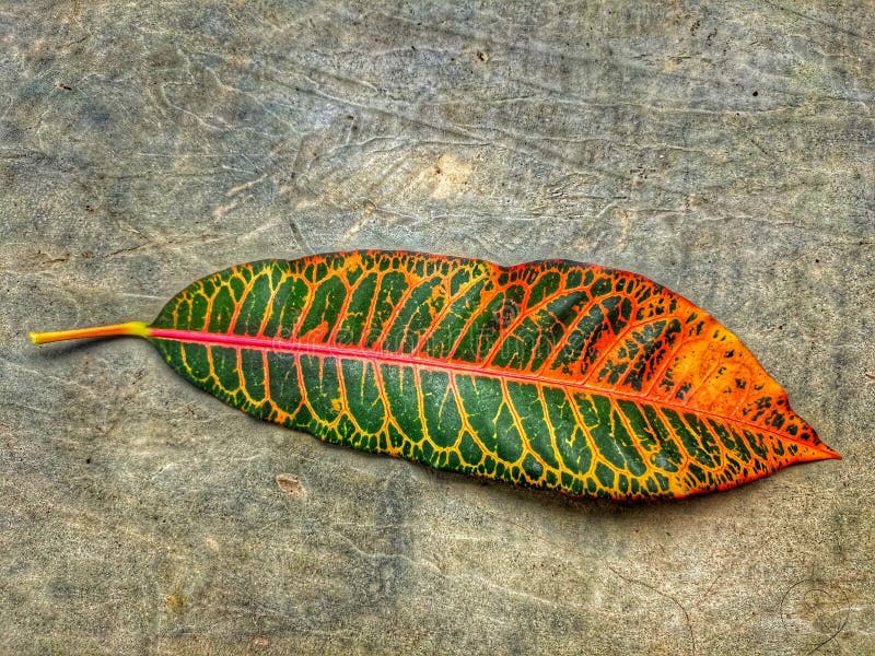 Croton Tree Leaves Fell on the Floor Stock Photo - Image of leaf ...