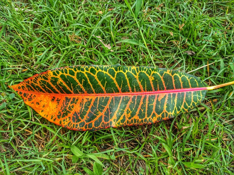 Croton Tree Leaves Fell on the Grass Stock Image - Image of green, leaf ...