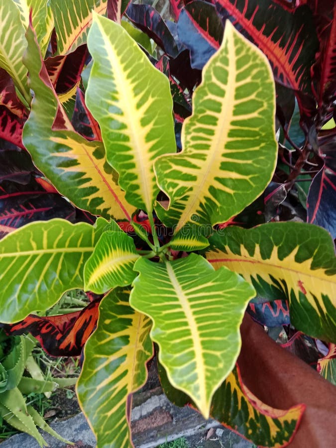 Croton Tree Leaves Planted in Front of the House Stock Image - Image of ...