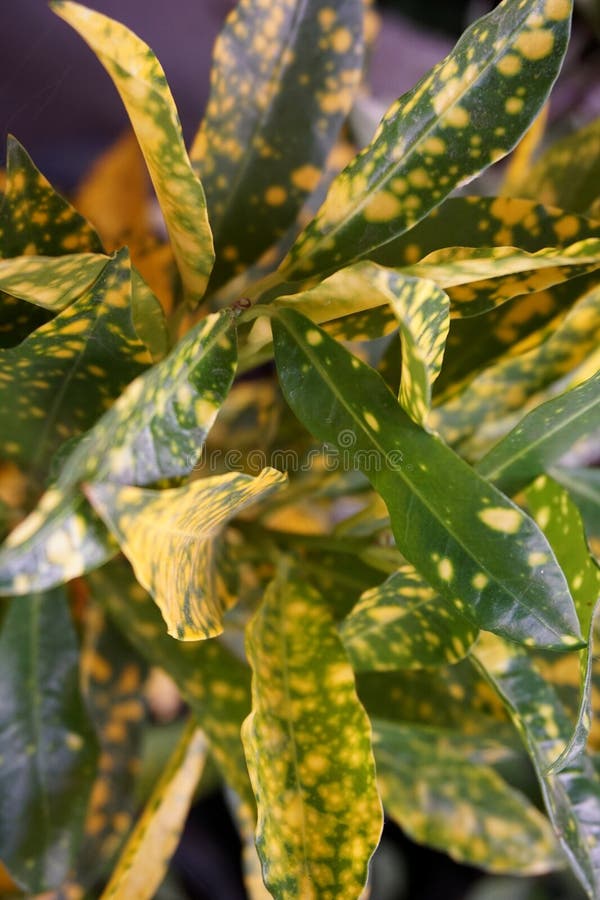 Croton Tree in Nature Garden Stock Image - Image of tropical, tree ...
