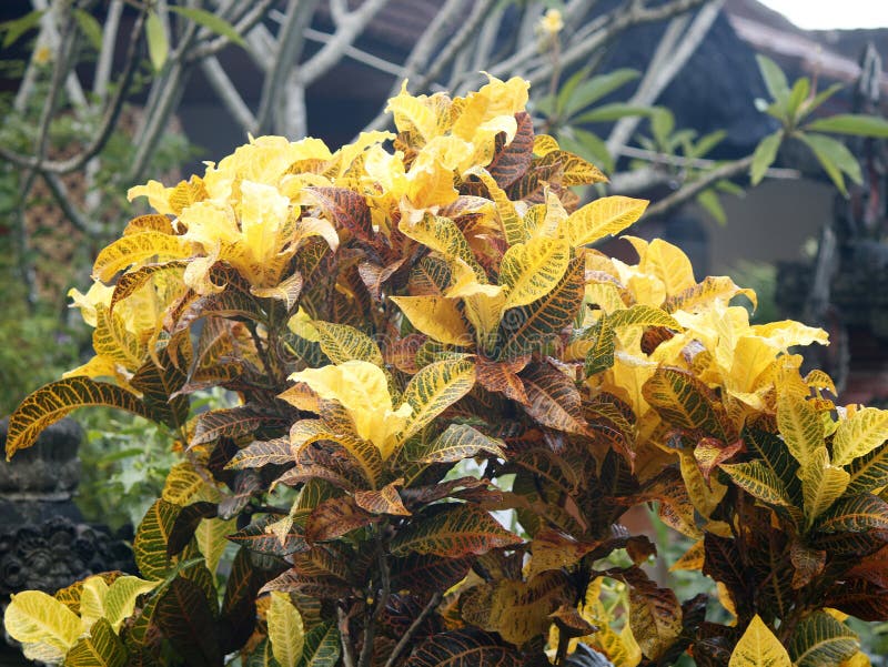 Croton tree yellow leaves stock image. Image of codiaeum - 95488921