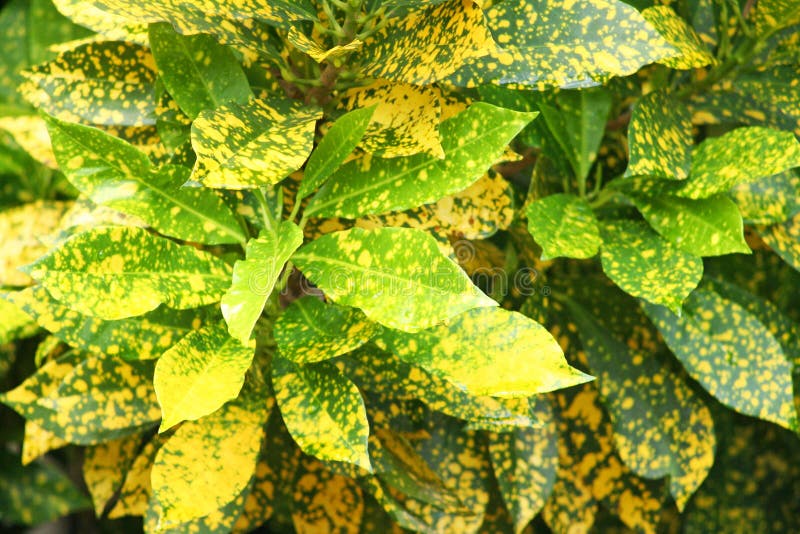 Croton or Variegated Laurel Stock Photo - Image of foliage, green ...