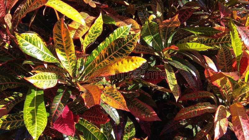 Colourful Crotons stock image. Image of flora, brilliant - 16620861