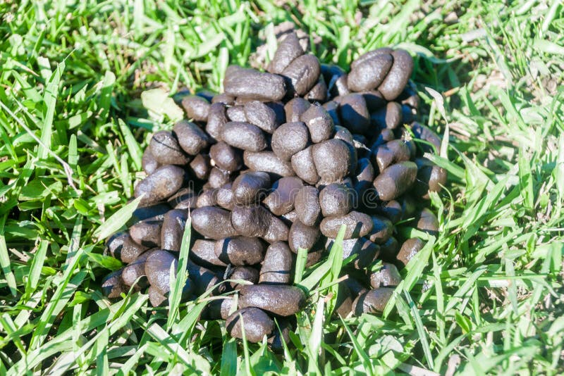 Rongeurs De Capybara Nageant Dans L'eau En Argentine Image stock ...