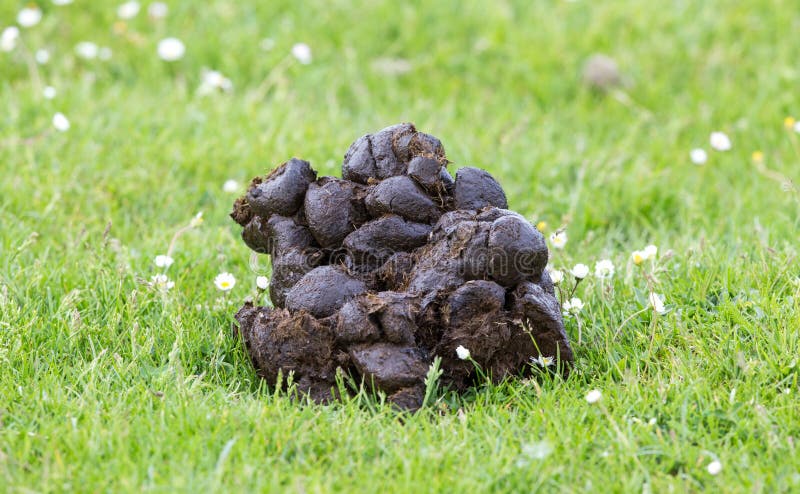 Crottes de cheval image stock. Image du crottes, herbe - 42841169
