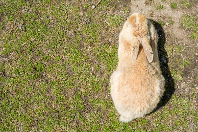 Crouched rabbit stock photo. Image of travel, earth, ground - 85314122