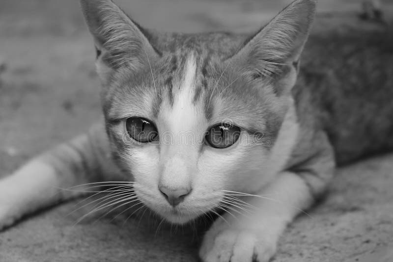 2,795 Crouching Cat Stock Photos - Free & Royalty-Free Stock Photos ...