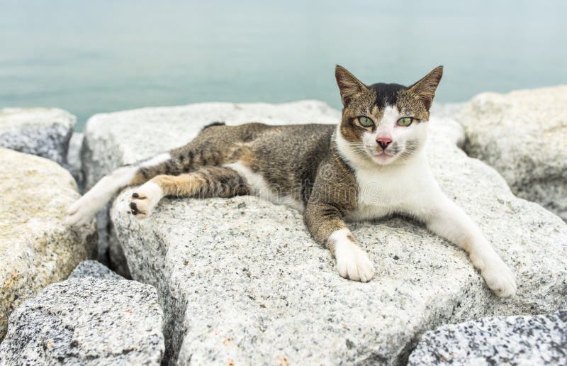 2,084 Crouching Cat Photos - Free & Royalty-Free Stock Photos from ...