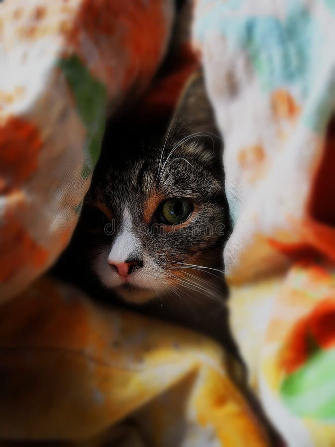 2,084 Crouching Cat Photos - Free & Royalty-Free Stock Photos from ...