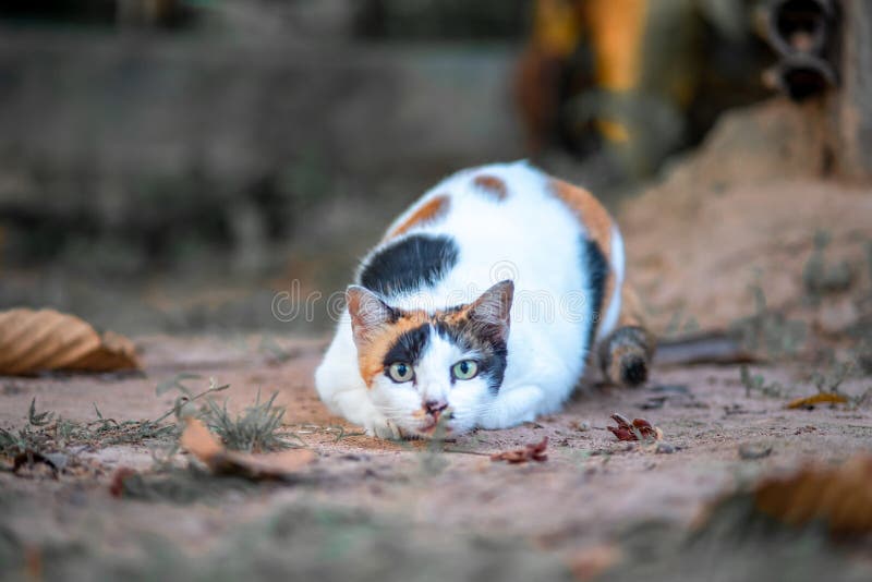 2,084 Crouching Cat Photos - Free & Royalty-Free Stock Photos from ...