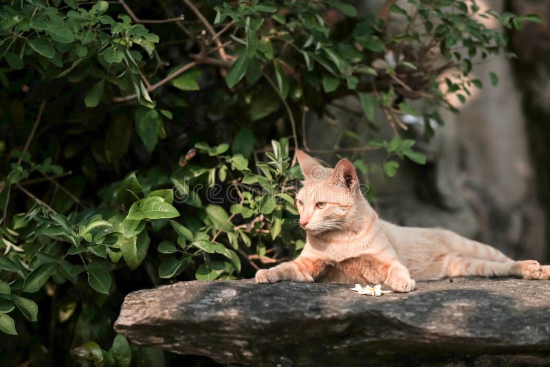 2,084 Crouching Cat Photos - Free & Royalty-Free Stock Photos from ...