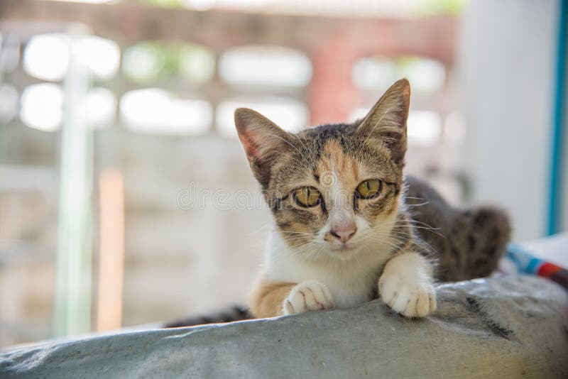 2,084 Crouching Cat Photos - Free & Royalty-Free Stock Photos from ...