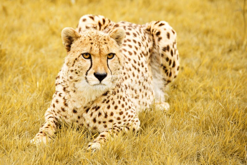 Cheetah Crouching in the Grass Ready To Pounce Stock Photo - Image of ...