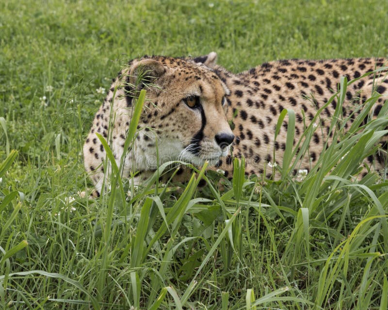 Cheetah Crouching In The Grass Ready To Pounce Stock Photo - Image of ...