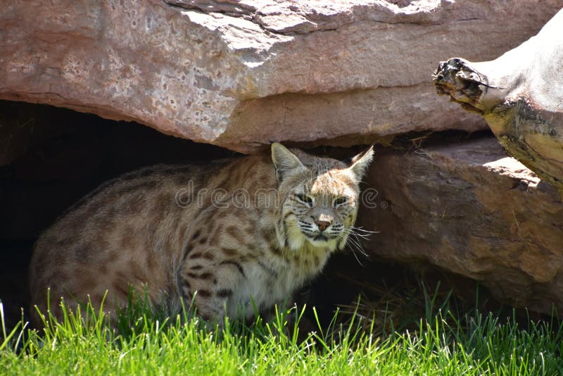 Crouching Iberian Lynx in a Rock Den Stock Photo - Image of cavern ...