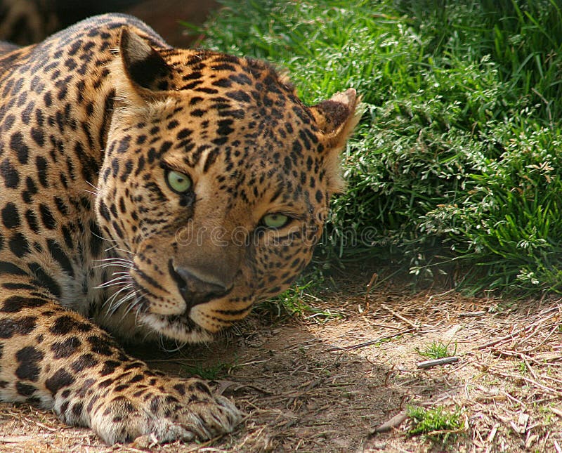 Crouching Leopard stock photo. Image of spots, face, crouching - 2150660