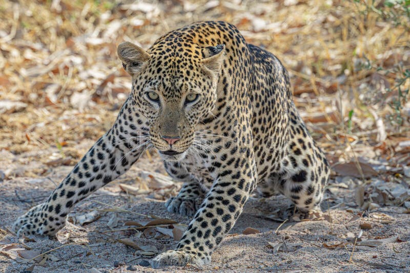 220 Crouching Leopard Stock Photos - Free & Royalty-Free Stock Photos ...