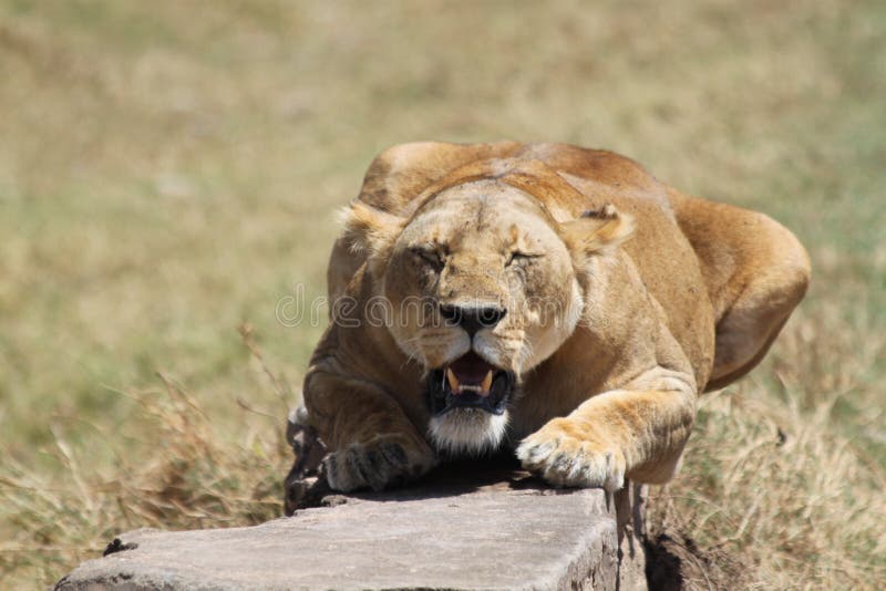 Crouching Lion stock photo. Image of mouth, ngorogoro - 23775960