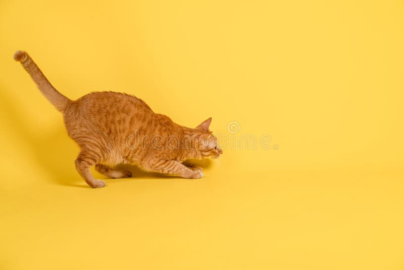 Crouching Red Cat on Background, Side View, Full Length Stock Photo ...