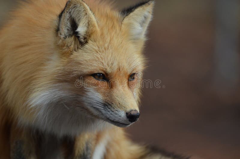 Crouching Red Fox stock image. Image of vulpes, true - 74387895