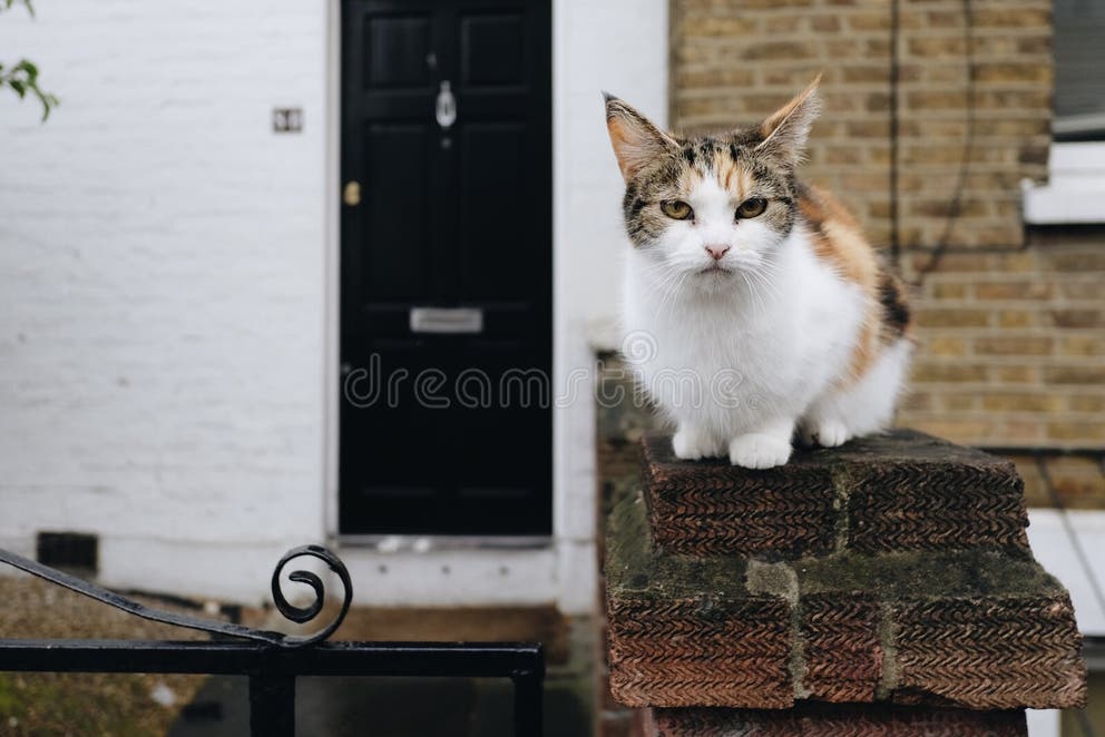 Crouching Rural Cat stock photo. Image of crouching, gates - 91622040