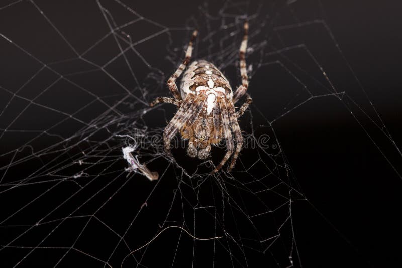Crouching Spider Sitting on a Spider Web Stock Photo - Image of ...