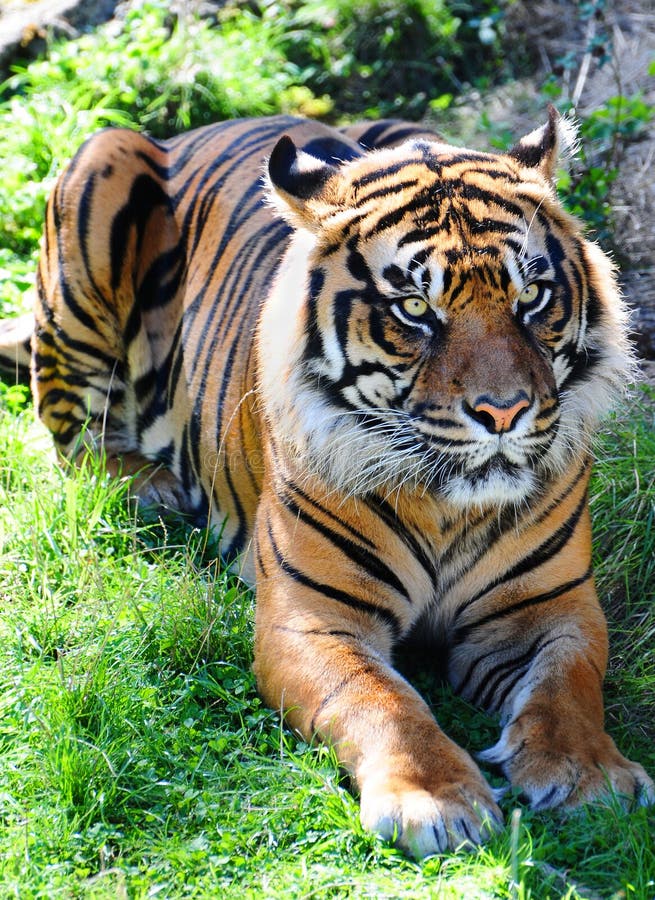 Crouching tiger stock image. Image of mammal, angry, aggression - 11236601