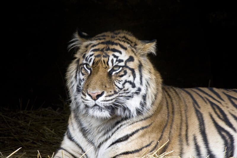Crouching Tiger stock image. Image of crouching, african - 11520253