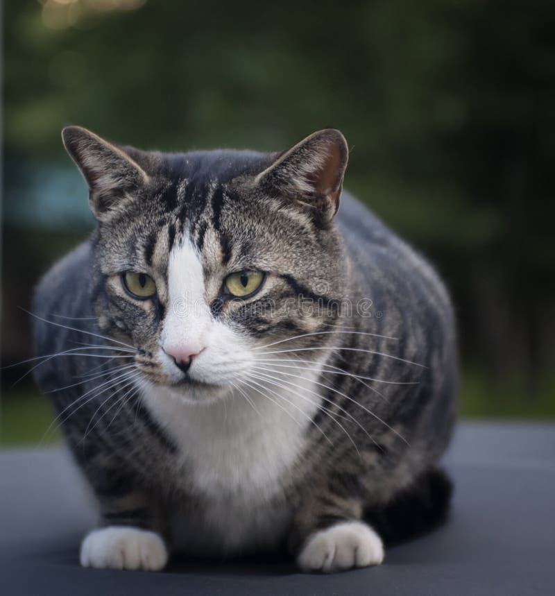 2,084 Crouching Cat Photos - Free & Royalty-Free Stock Photos from ...