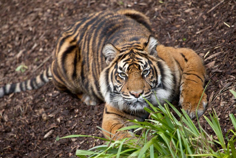Tiger - Crouching stock image. Image of mammal, stripes - 12482223